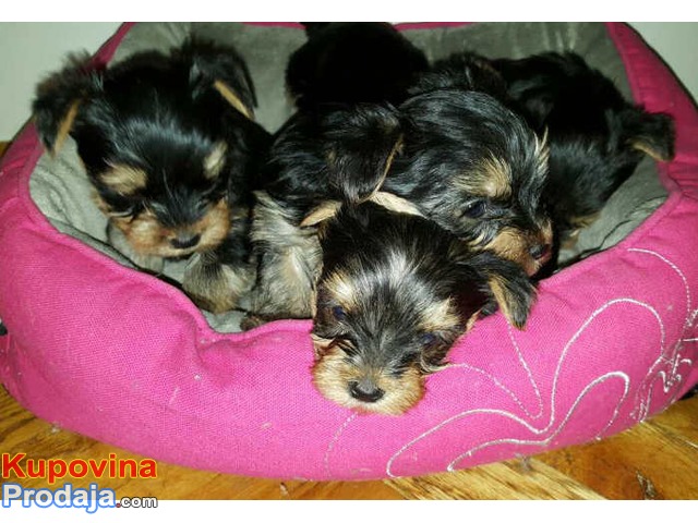 MINI JORKI - stenci izuzetno sitne gradje - Kupovina Prodaja Oglasi