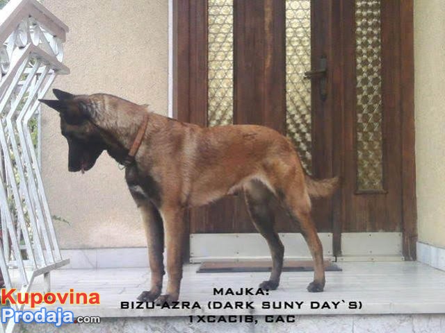 BELGIJSKI OVCAR MALINOA, vrhunski stenci - Kupovina Prodaja Oglasi