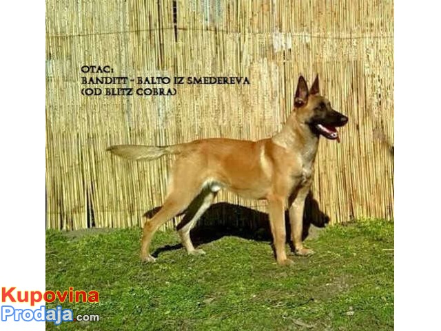 BELGIJSKI OVCAR MALINOA, vrhunski stenci - Kupovina Prodaja Oglasi