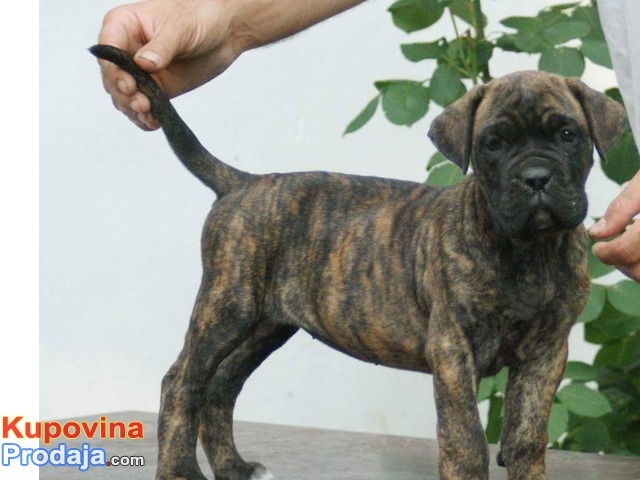 Kane Korso štenad na prodaju - Kupovina Prodaja Oglasi